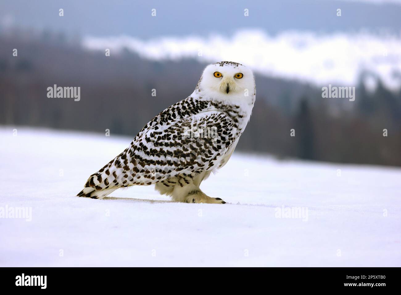 Winter blanco -Fotos und -Bildmaterial in hoher Auflösung – Alamy