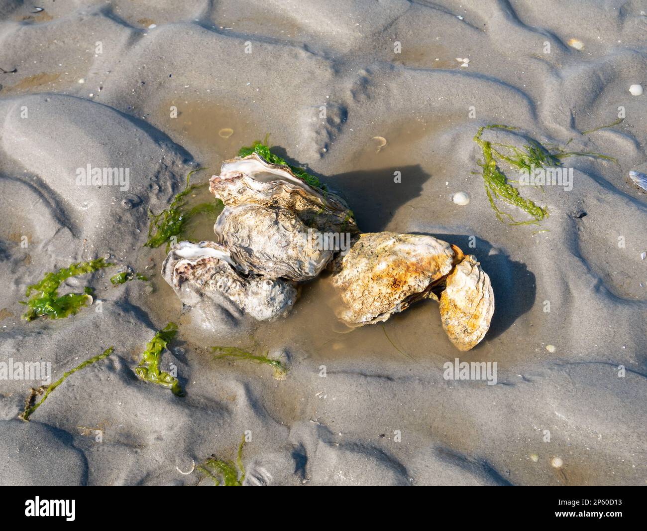 Meersalat auf sand -Fotos und -Bildmaterial in hoher Auflösung – Alamy
