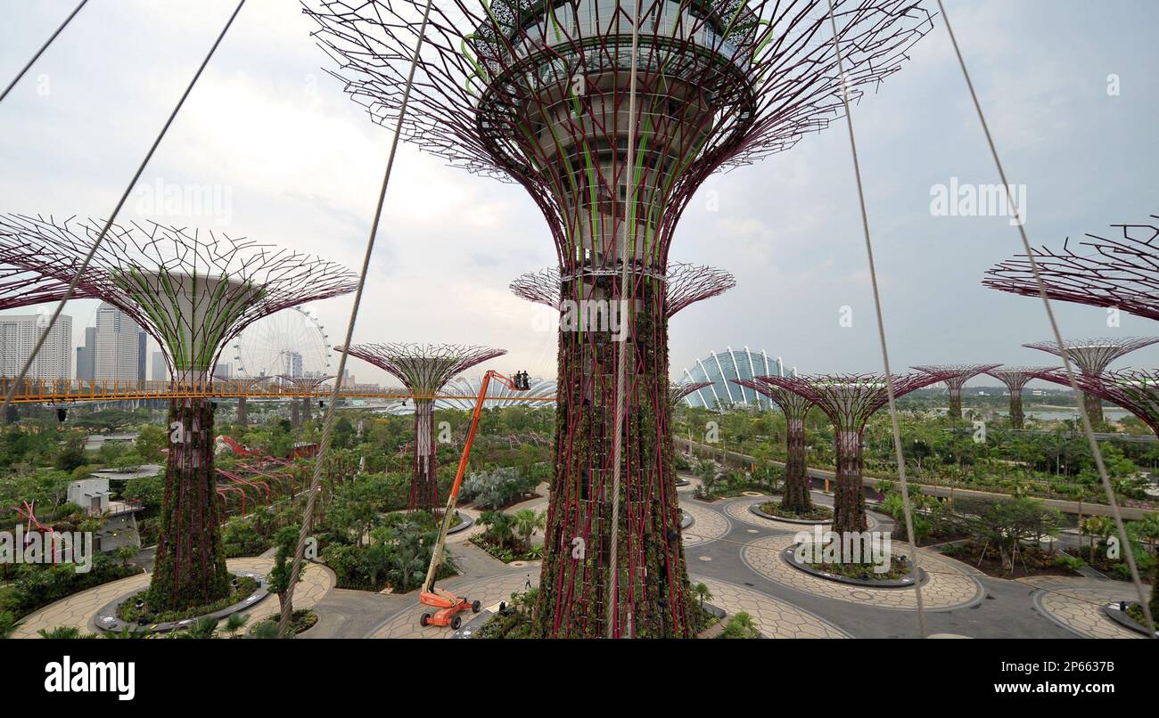 A panoramic view of the Supertrees at the Gardens By The Bay, Bay South ...