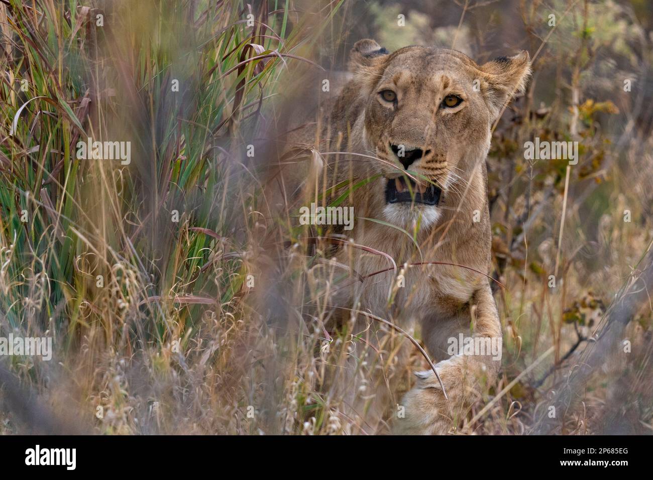 Löwin panthera leo im hohen gras -Fotos und -Bildmaterial in hoher ...