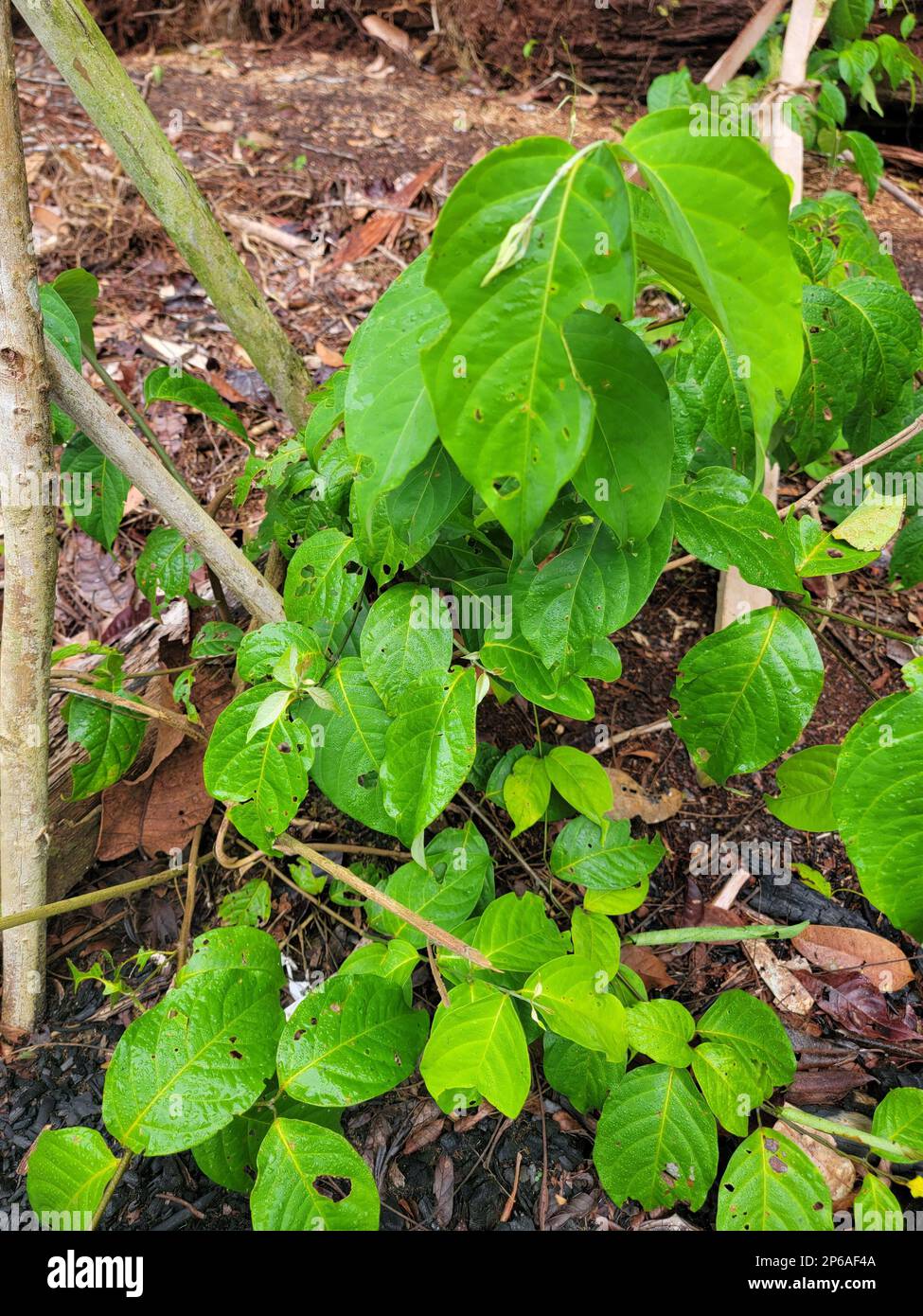 Traditionen amazonas regenwald -Fotos und -Bildmaterial in hoher Auflösung – Alamy