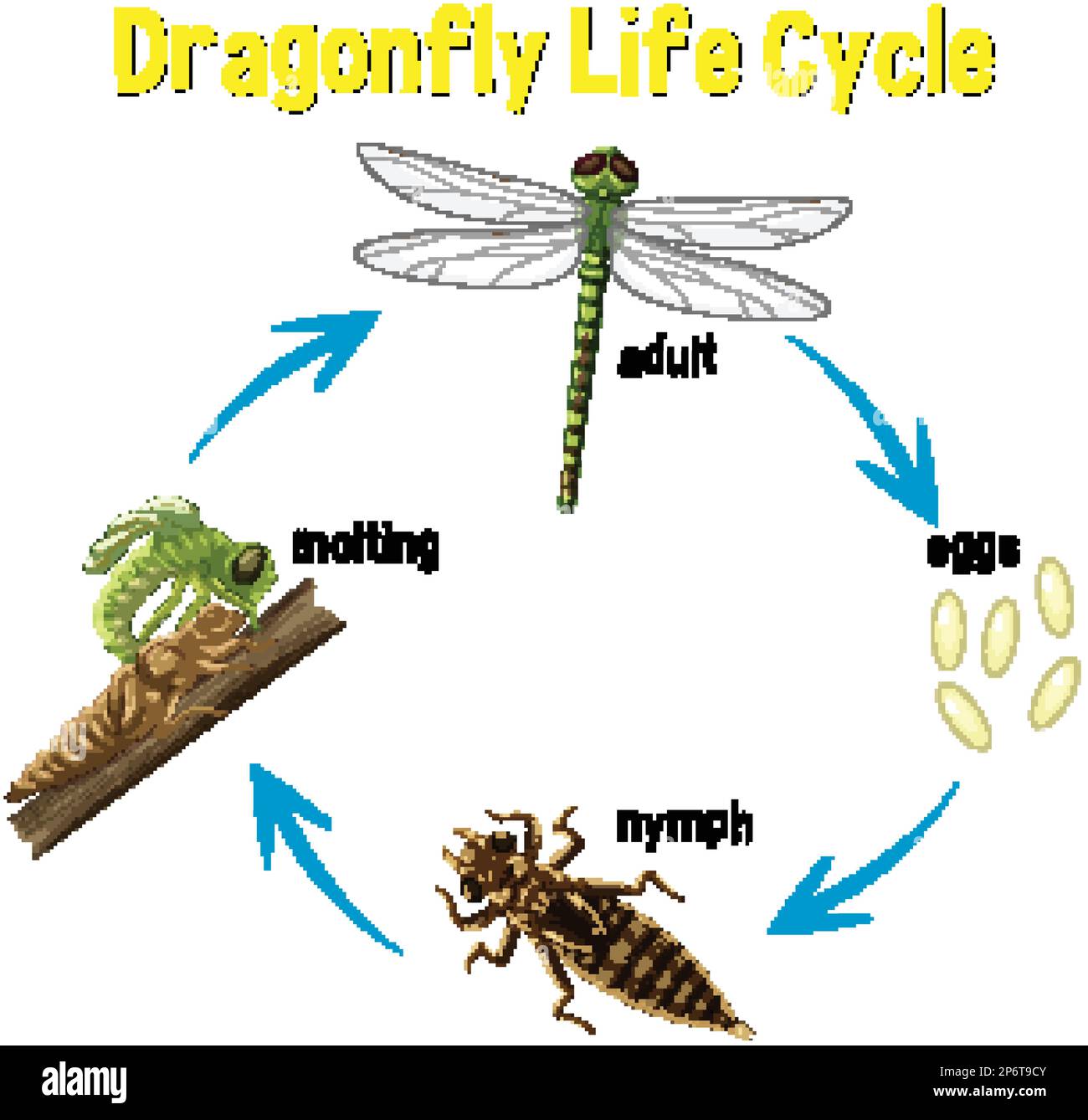 Libelle lebenszyklus Stock-Vektorgrafiken kaufen - Alamy