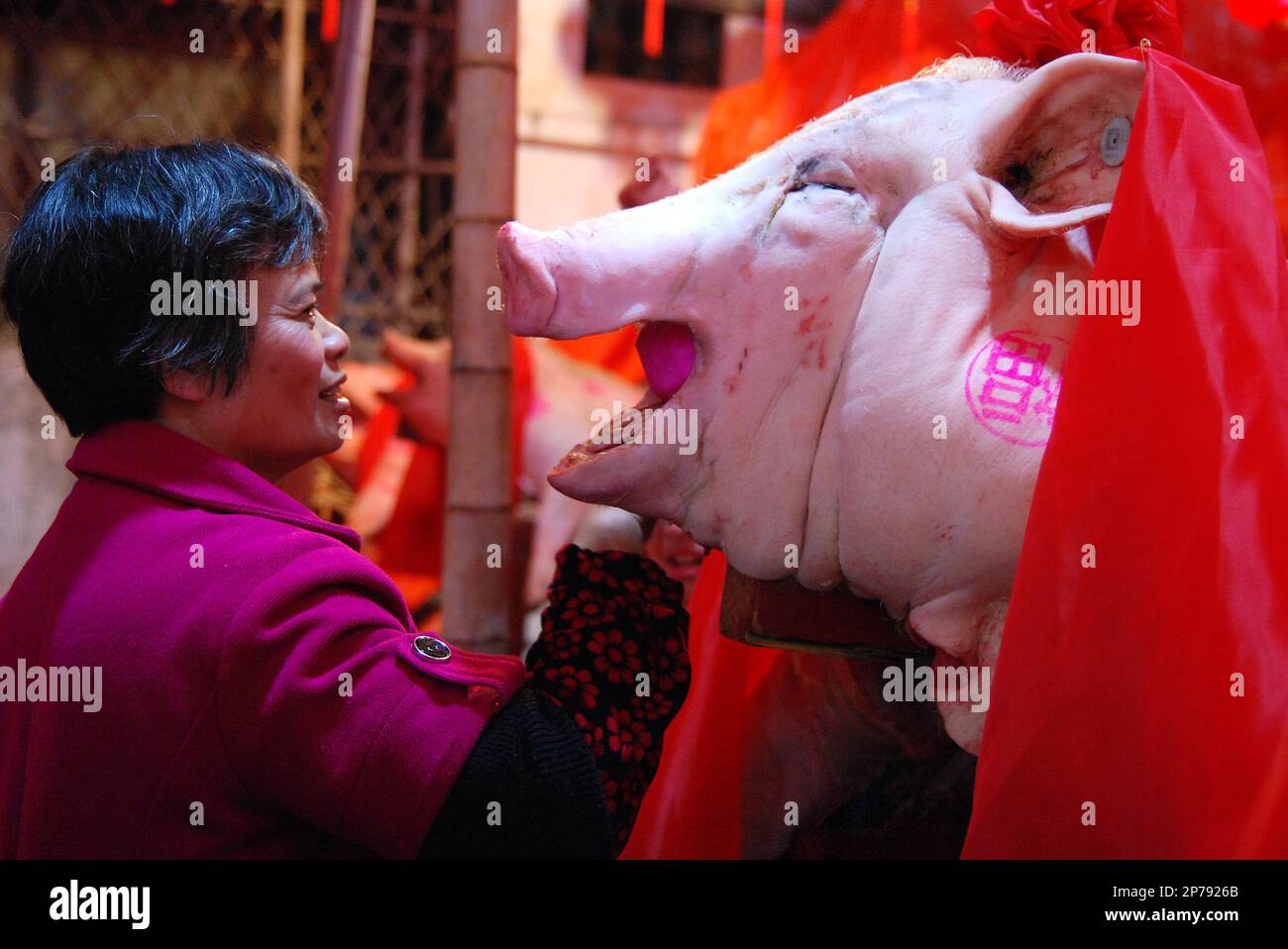 Villagers display big pigs during the traditional big pig contest at ...