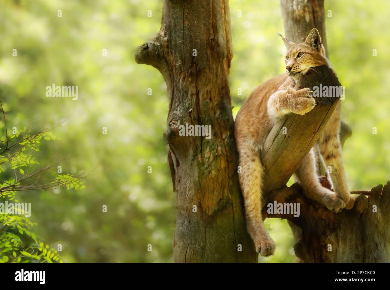 Eurasischer Luchs, Luchs Luchs ist eine mittelgroße Katze, die auf ...