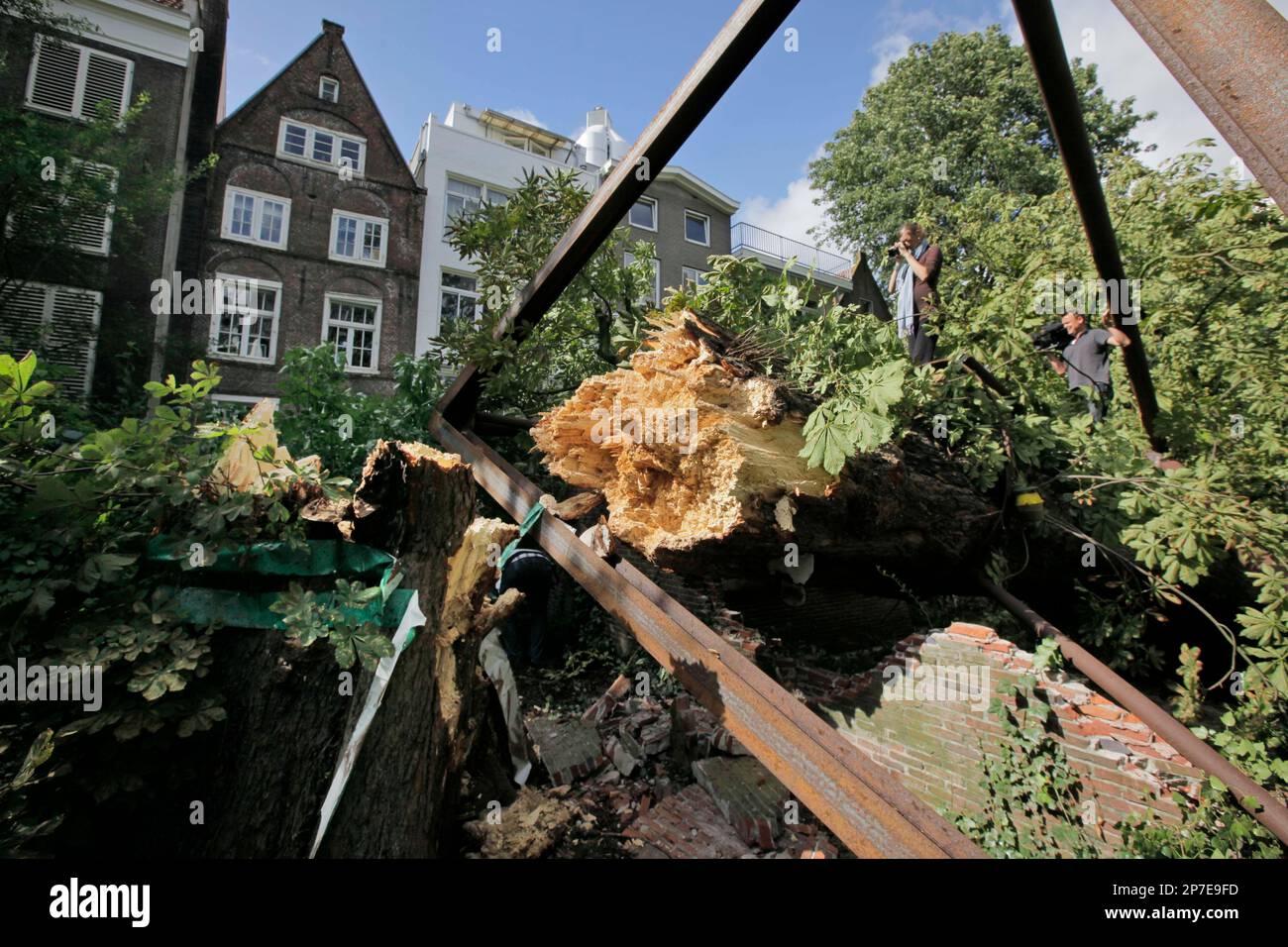 A photographer and a cameraman climb on the monumental chestnut tree ...
