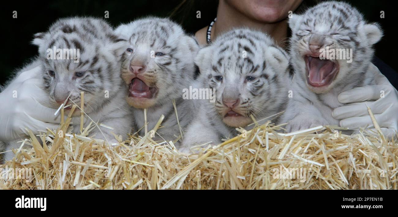 Vier weisse Tigerbabys, aufgenommen am Dienstag, 3. August 2010, im ...