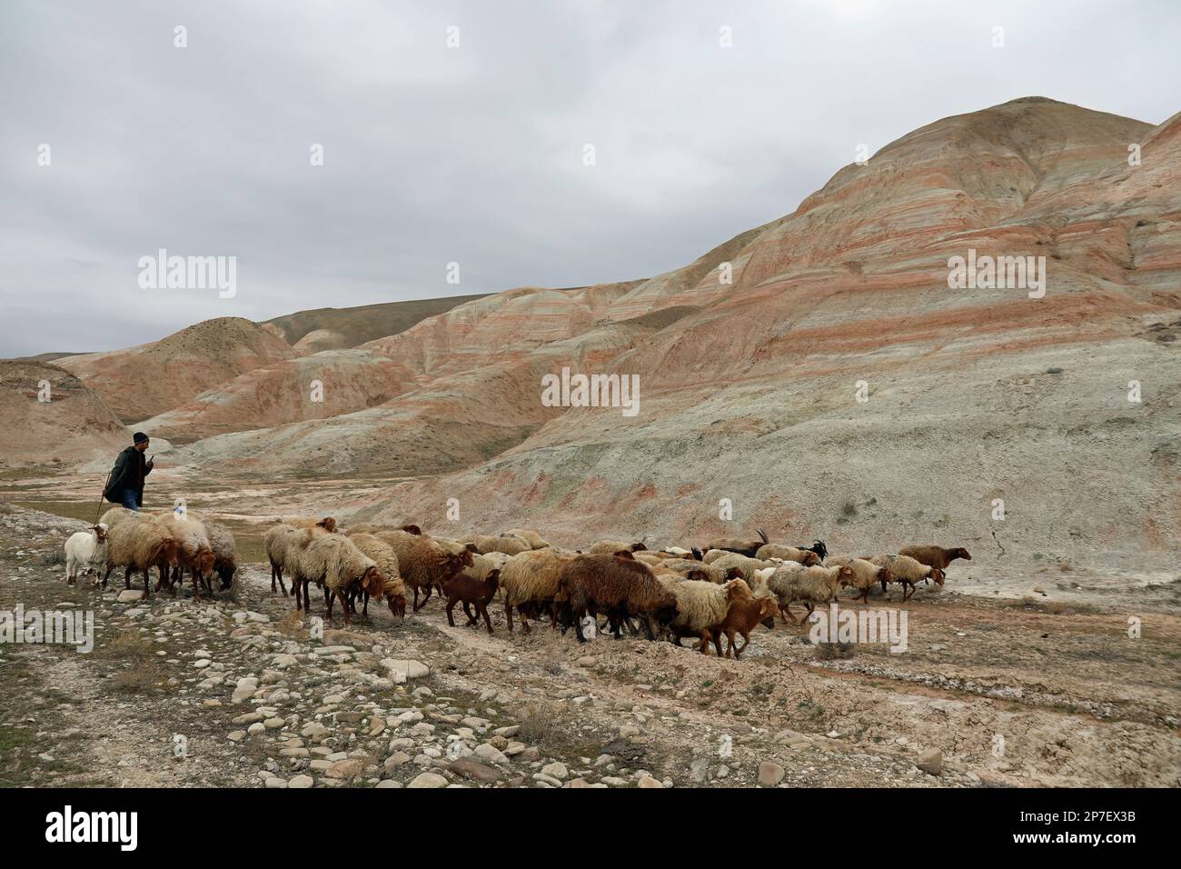 Schafhirte schafhirte -Fotos und -Bildmaterial in hoher Auflösung – Alamy