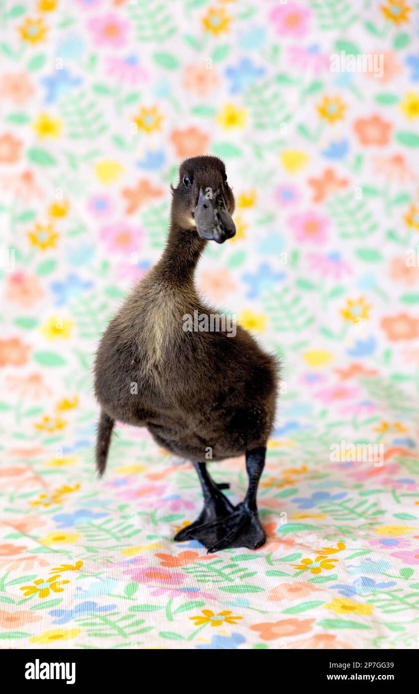 Baby entenei -Fotos und -Bildmaterial in hoher Auflösung – Alamy