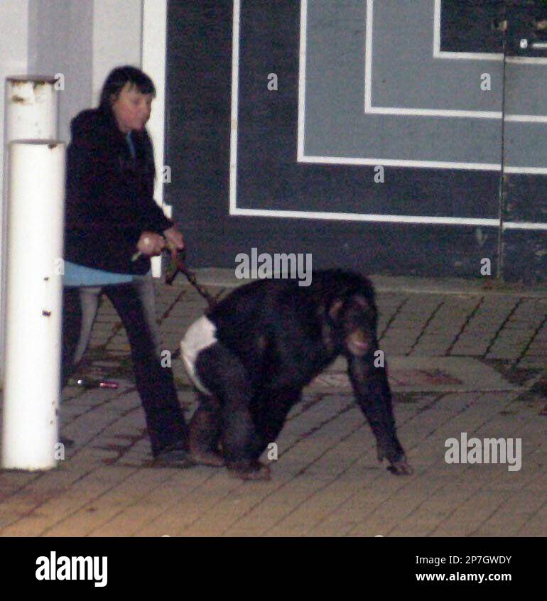 FILE - In this Oct. 19, 2003 file photo, Travis, an escaped chimpanzee ...