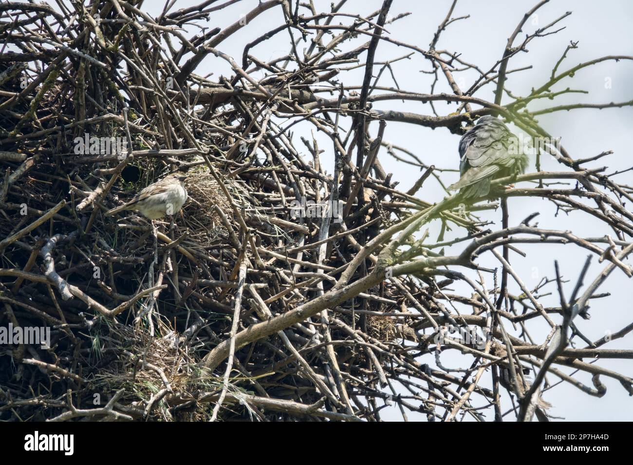 Spatzen bauen -Fotos und -Bildmaterial in hoher Auflösung – Alamy
