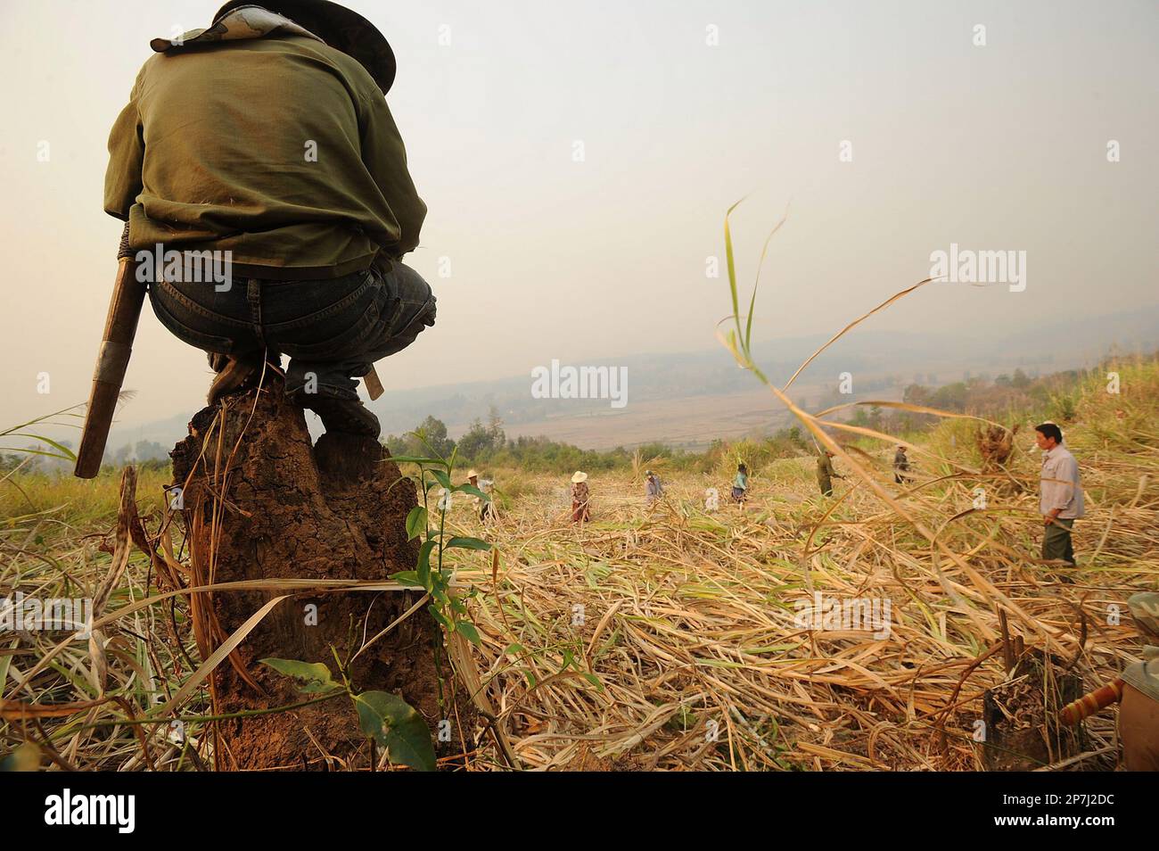 Farmers work in the sugarcane farm of the Lashio Sugar Refinery in Shan ...