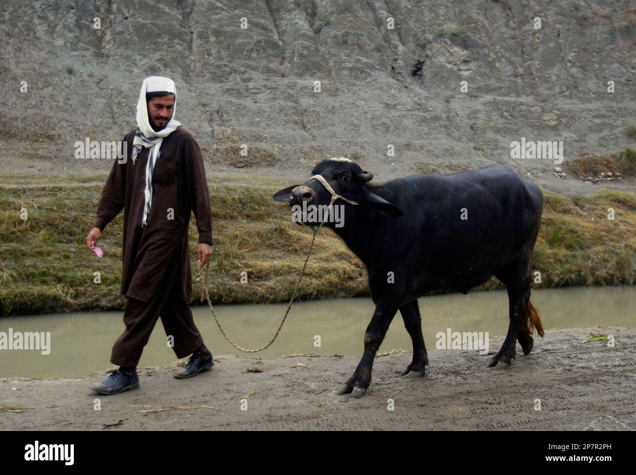 An Afghan man leads his cow after buying it for the upcoming Muslim ...