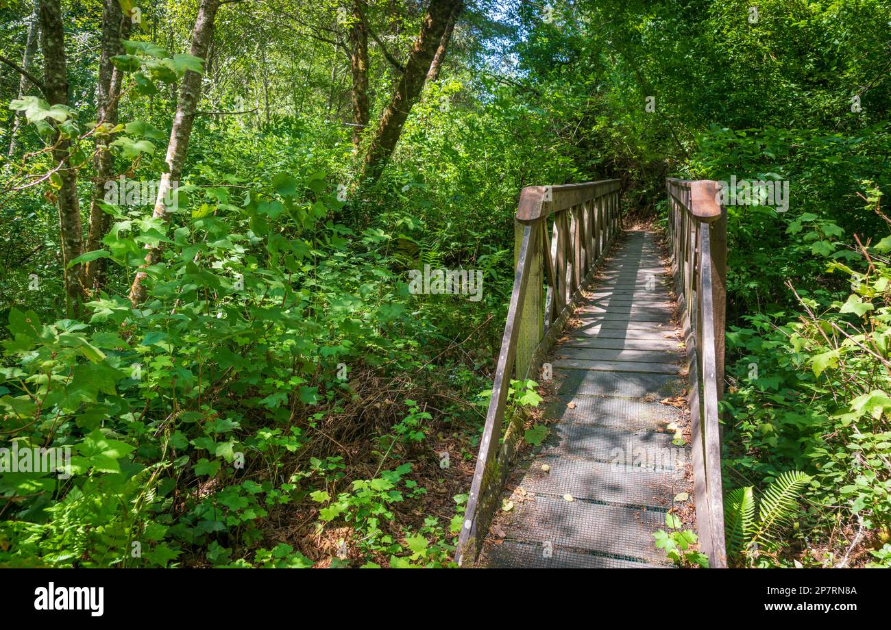 Butano state park -Fotos und -Bildmaterial in hoher Auflösung – Alamy