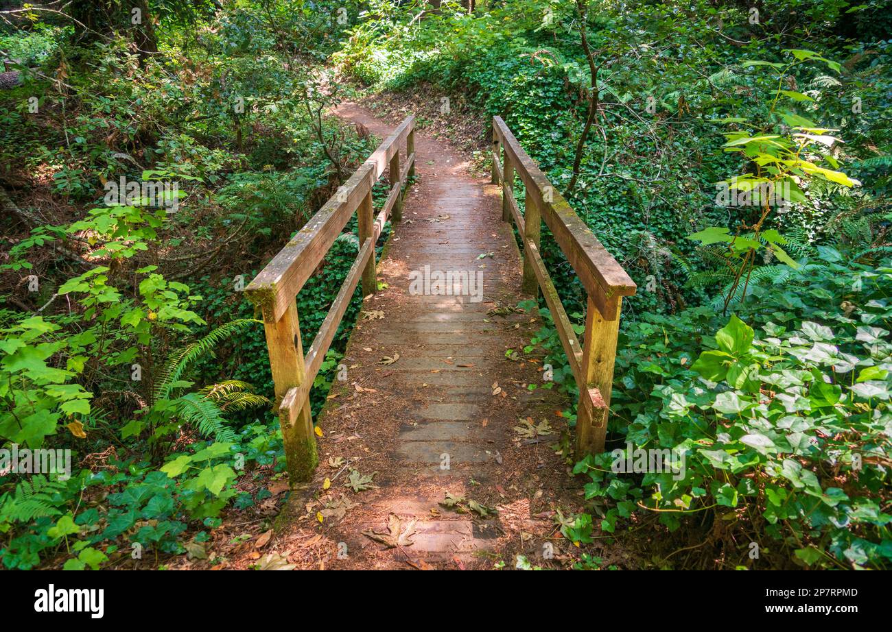 Butano state park -Fotos und -Bildmaterial in hoher Auflösung – Alamy