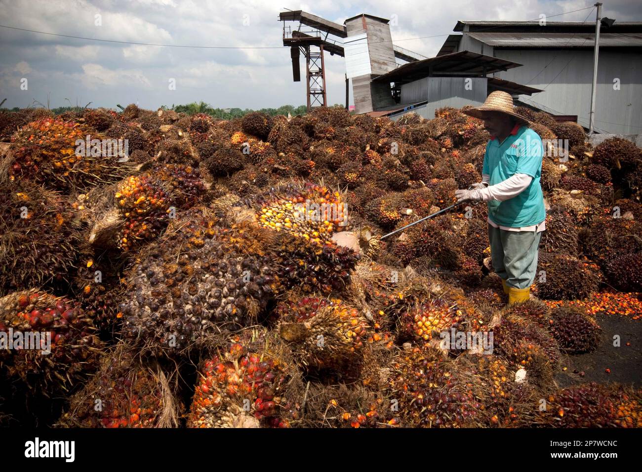 A worker collects oil palm fruits at a collection center in Dangkil ...