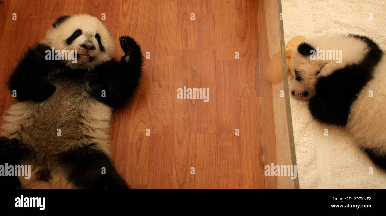 WOLONG, CHINA - OCTOBER 19: Giant panda cubs sleep and play at the ...