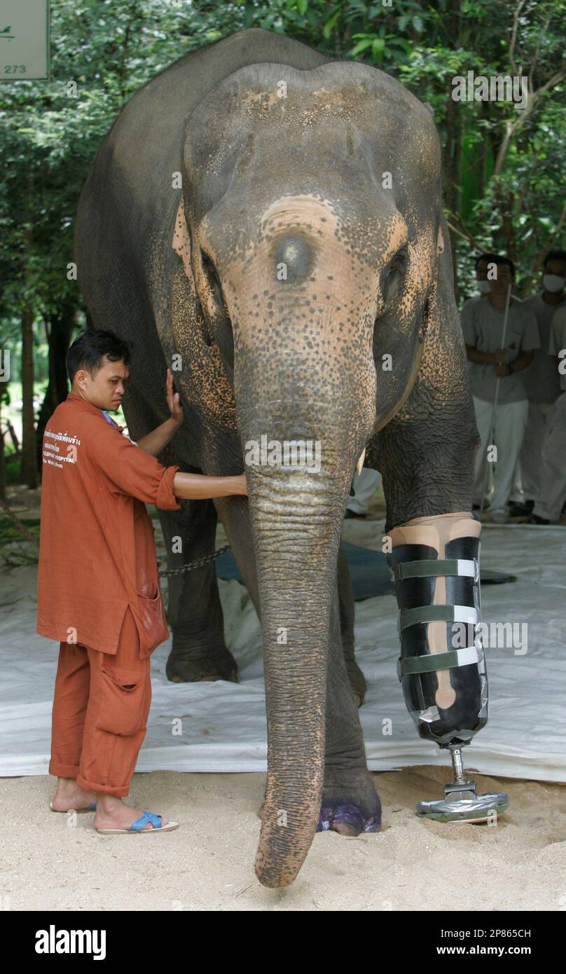 Assisted by her keeper, Motola, a 48-year-old female elephant who lost ...