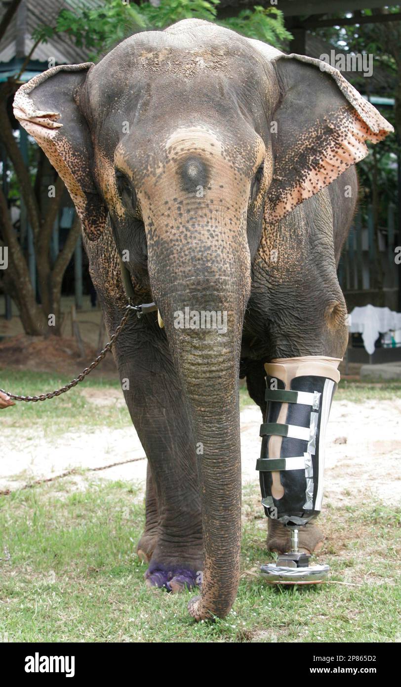 Motola, a 48-year-old female elephant who lost part of her left front ...