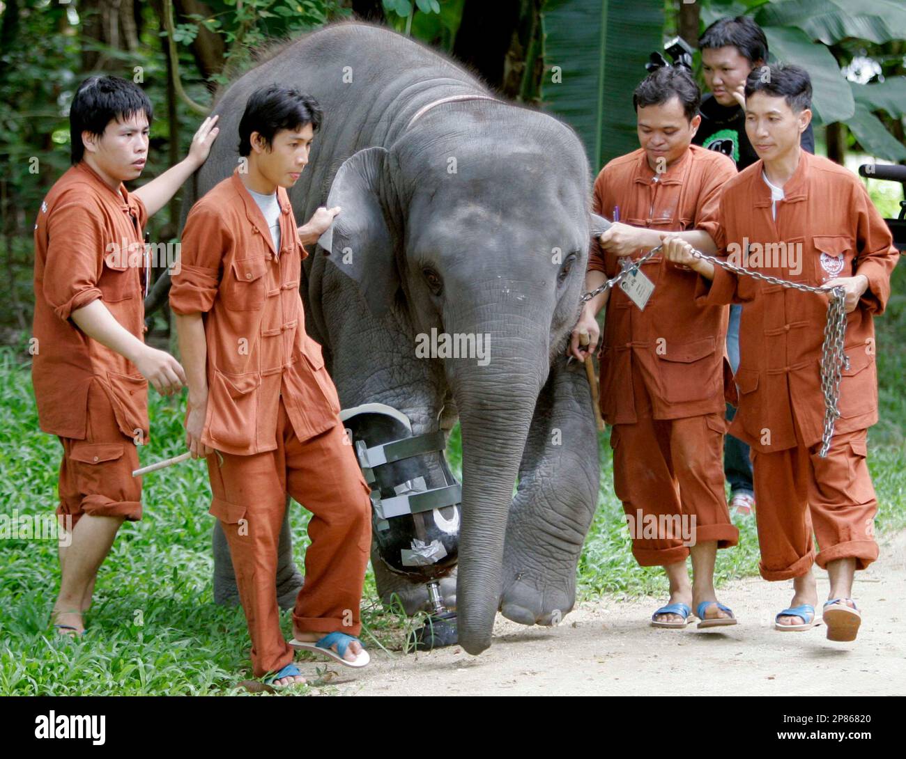 Mosha, a 3-year-old elephant, is helped to walk by its keepers after ...
