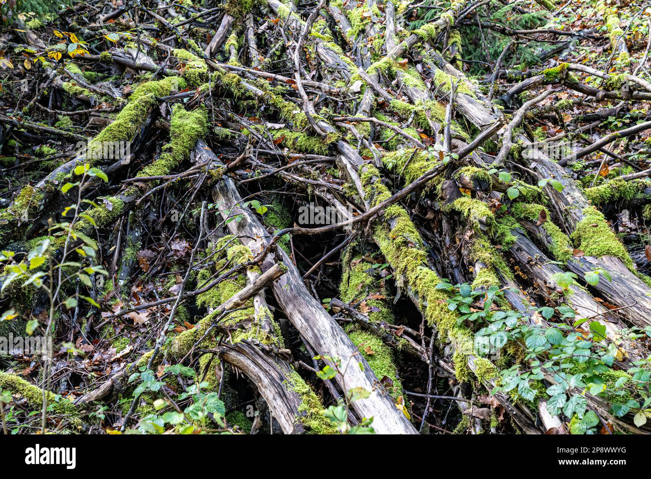 Nadelwald unterholz -Fotos und -Bildmaterial in hoher Auflösung – Alamy
