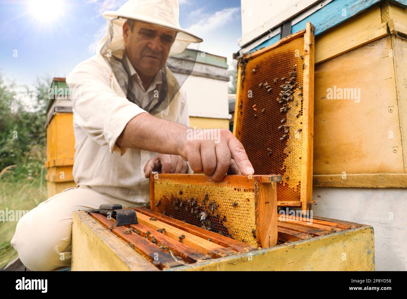 Imker in Uniform, der den Rahmen aus dem Bienenstock in der ...