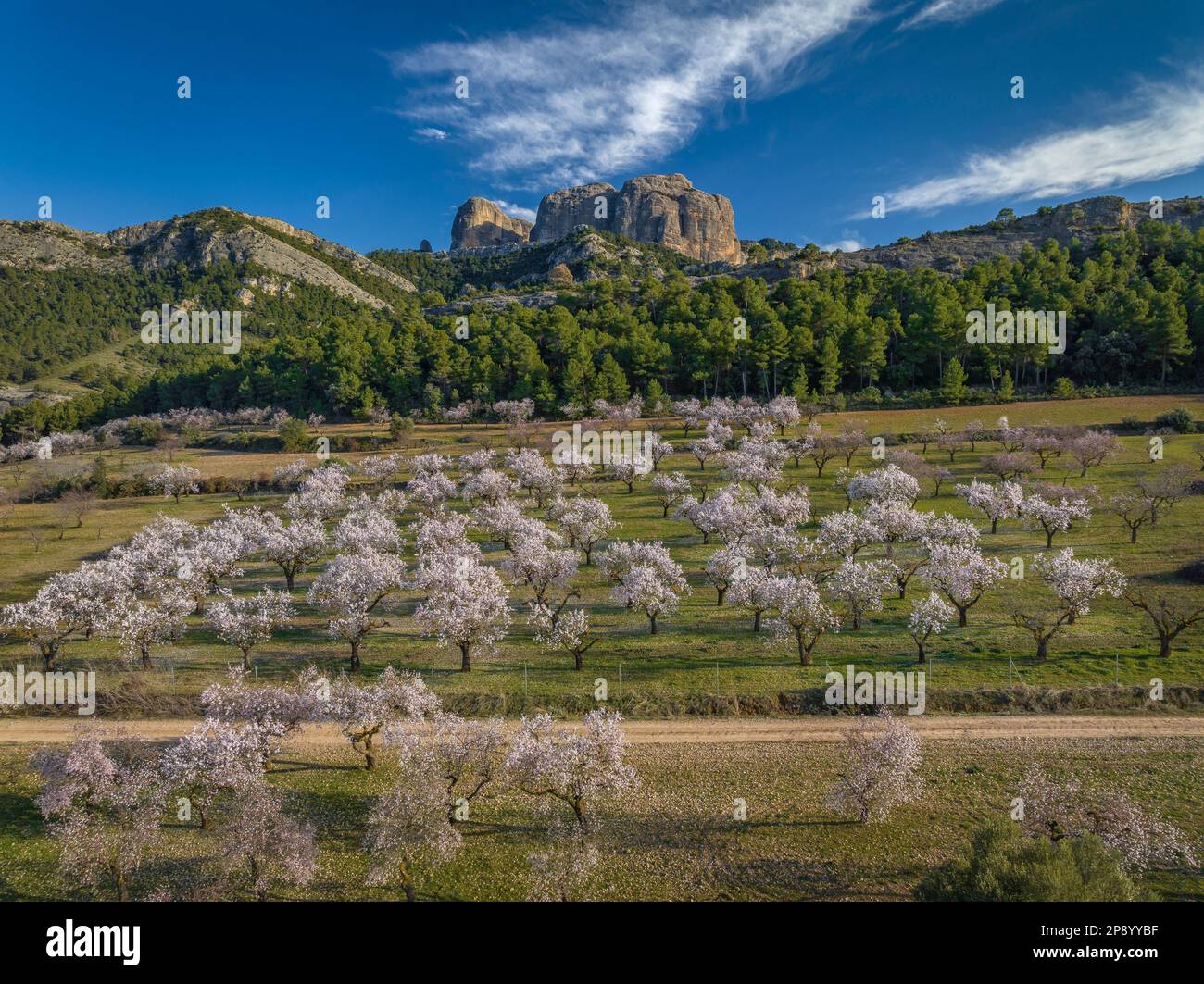 Blick aus der Vogelperspektive auf die Felder mit Mandelblüten im ...
