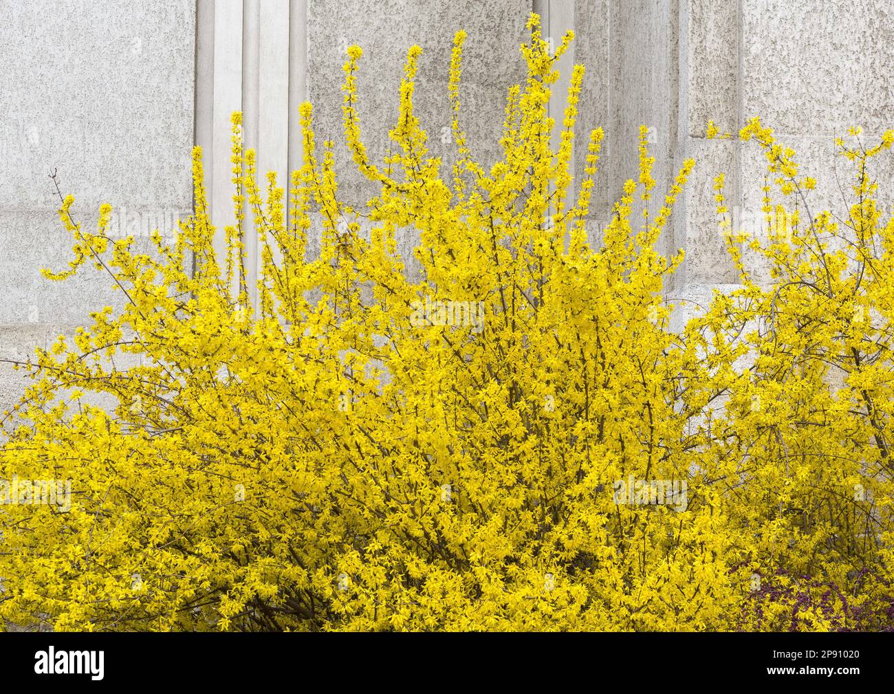 Weeping golden bell -Fotos und -Bildmaterial in hoher Auflösung – Alamy