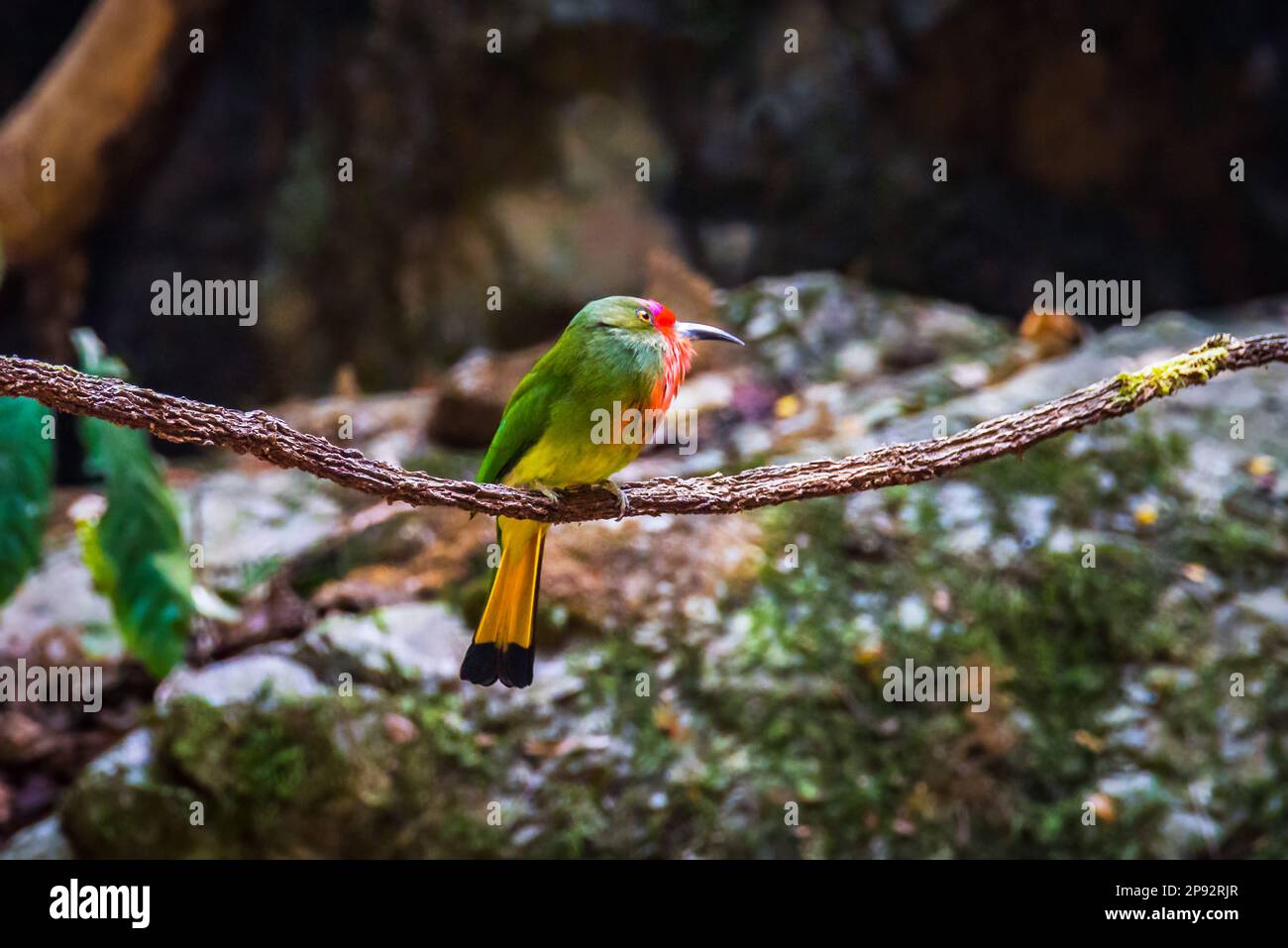 Vogelbeobachtungstipps vogelzugrouten -Fotos und -Bildmaterial in hoher ...