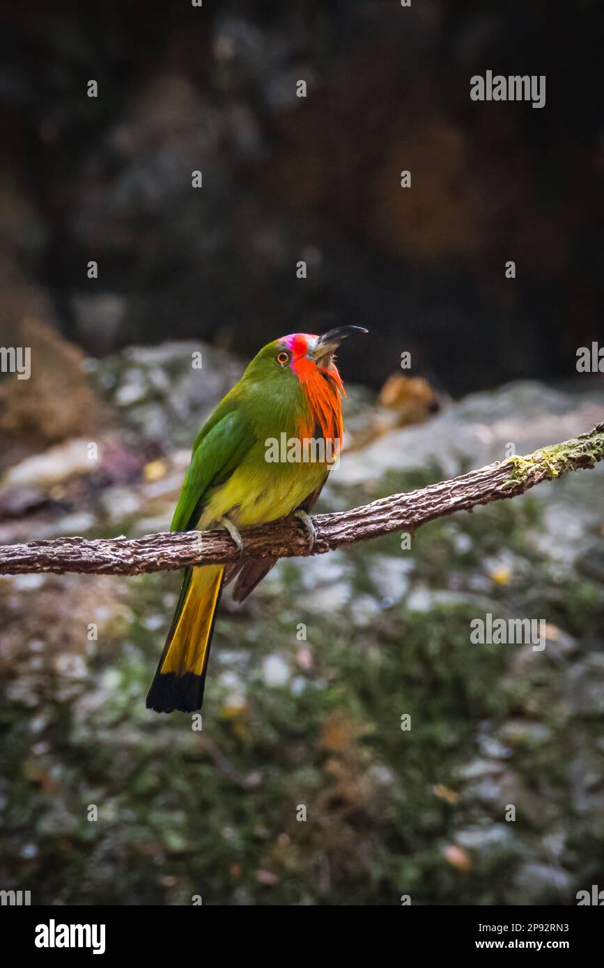 Vogelbeobachtungstipps vogelzugrouten -Fotos und -Bildmaterial in hoher ...