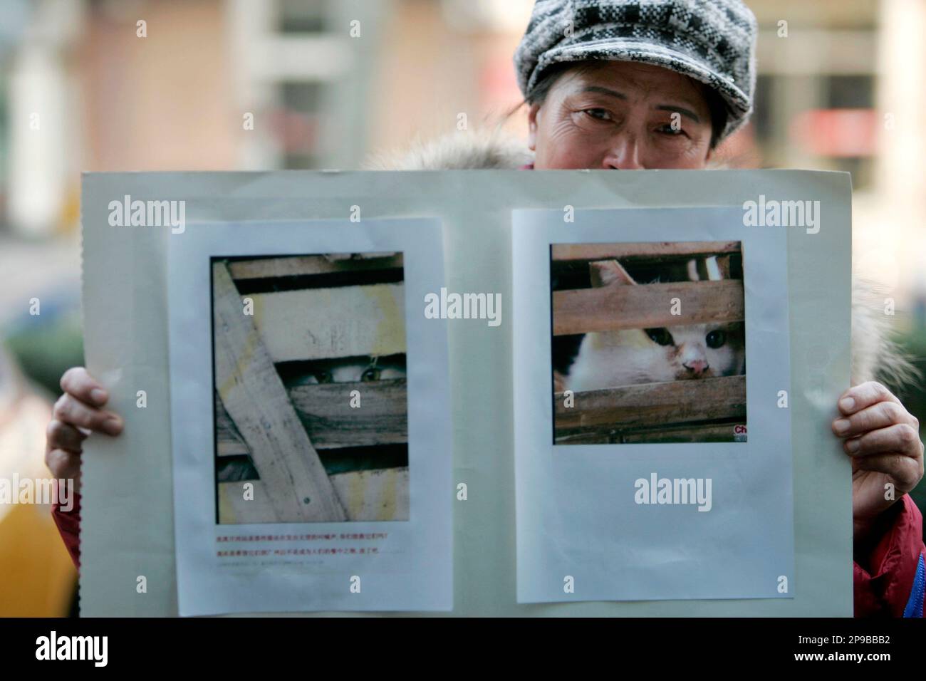 A woman holding pictures of a trapped cat, cries as she takes part in a ...
