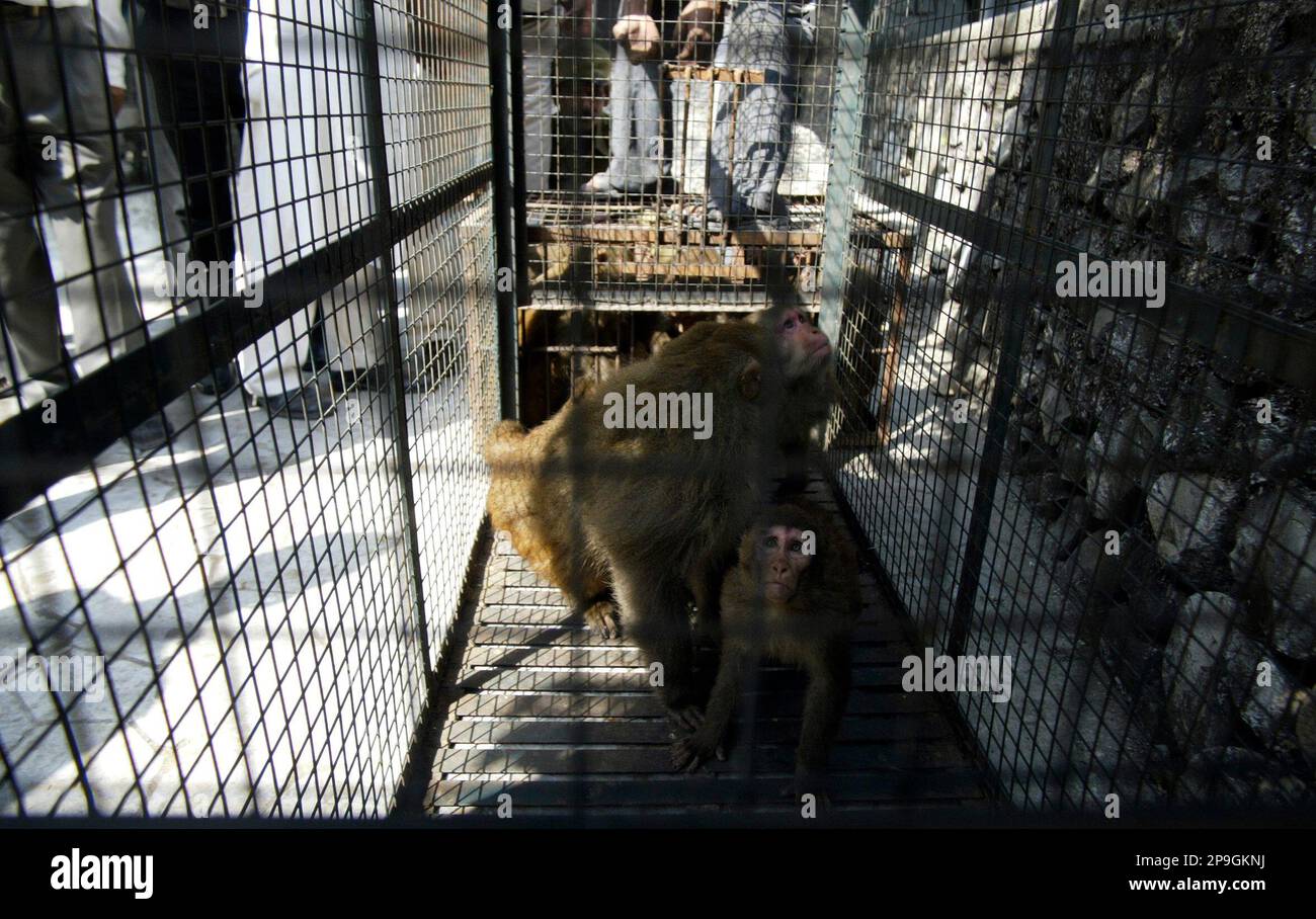 Monkeys captured by trappers engaged by the Jammu and Kashmir wildlife ...