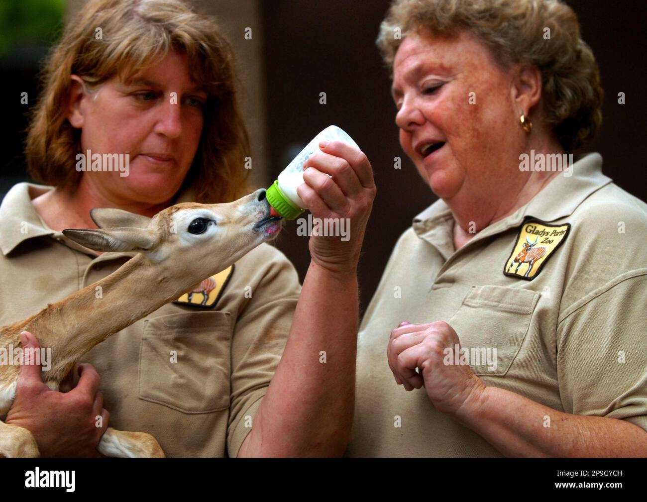 Gladys Porter Zoo keeper Cindy Stones gives a bottle of milk to a Dama ...