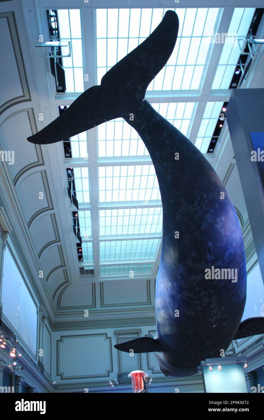 A North Atlantic right whale model entitled "Phoenix" is seen in the ...