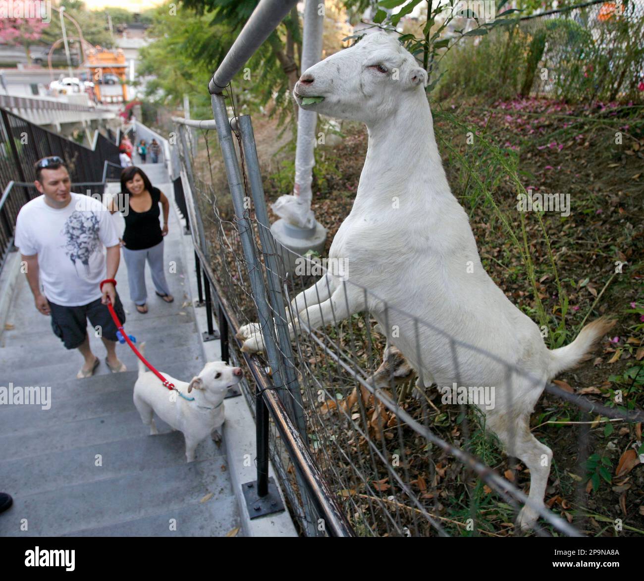 A goat stands tall as pedestrians climb the steps next to the Angels ...