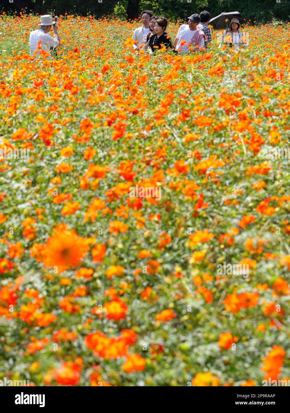 Visitor pose for a snapshot in the middle of cosmos field in Tokyo's ...