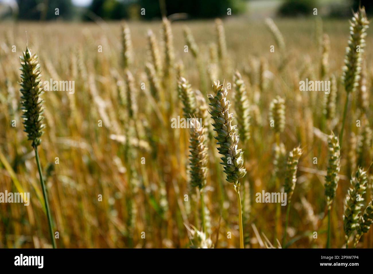 Roggenaehren recken sich am Freitag, 25. Juli 2008, auf einem Feld in ...
