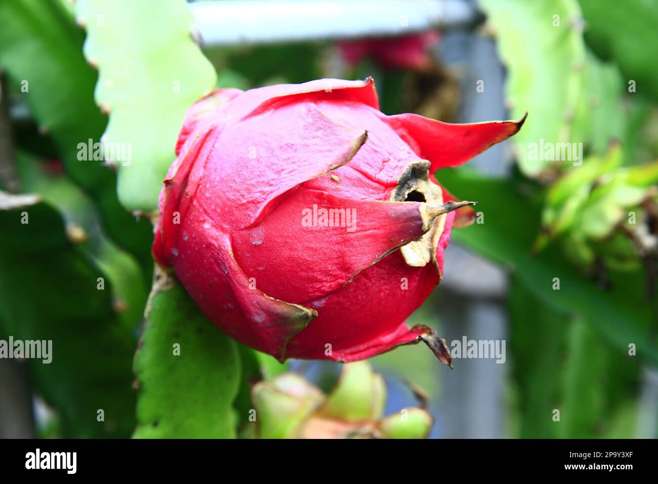 Pitaya baum -Fotos und -Bildmaterial in hoher Auflösung – Alamy