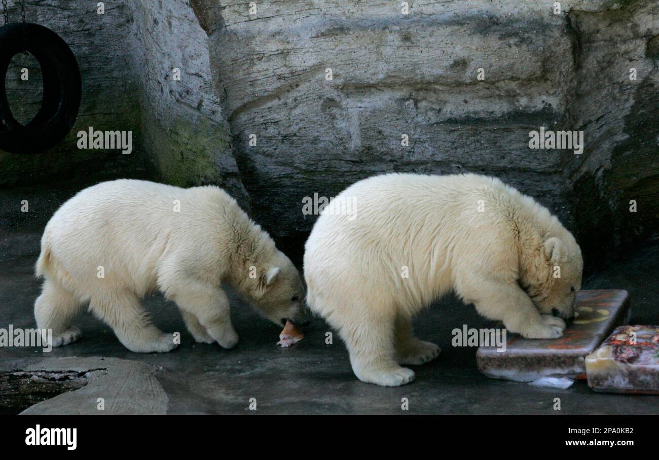 The newly named polar bear cubs Nanuq and Arktos inspect frozen food at ...