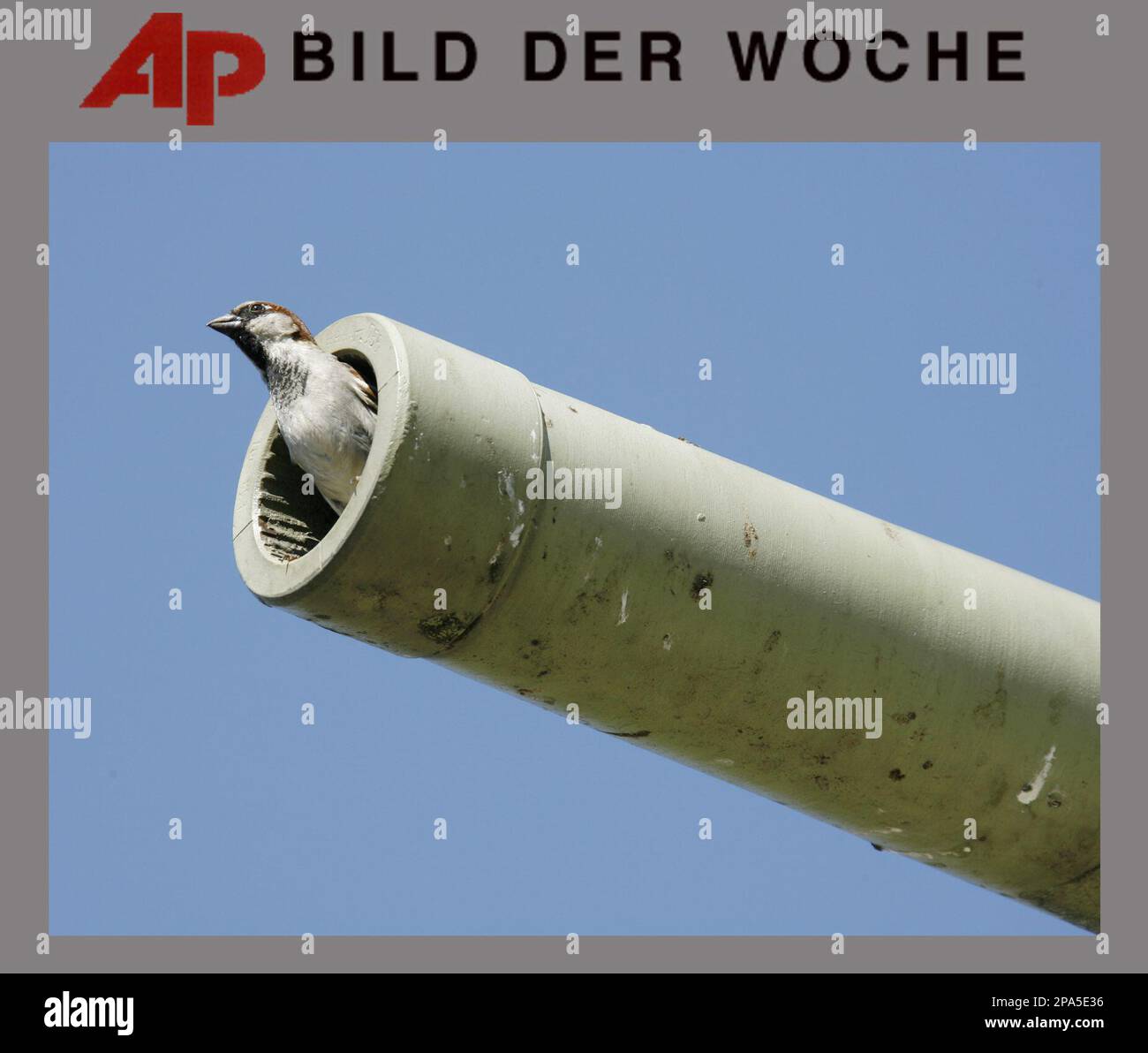 BILD DER WOCHE Ein Berliner Spatz Schaut Am Freitag 9 Mai 2008 Aus bild-der-woche-ein-berliner-spatz-schaut-am-freitag-9-mai-2008-aus