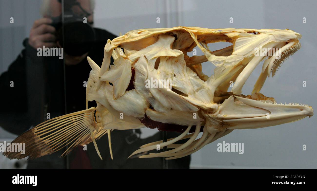 Ein Fotograf fotografiert am Mittwoch, 12. Dezember 2007, den Schaedel ...