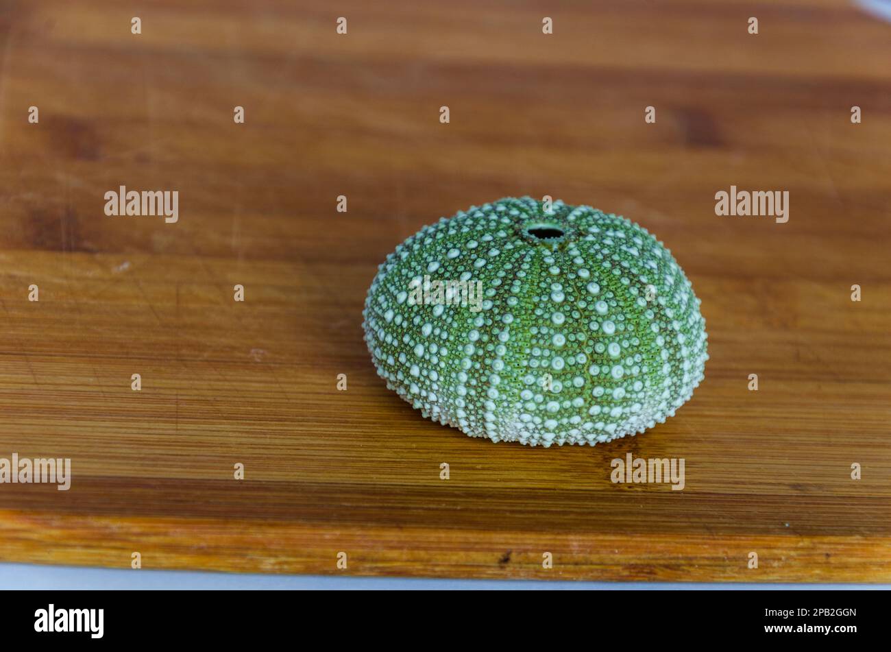 Die schale eines seeigels -Fotos und -Bildmaterial in hoher Auflösung ...