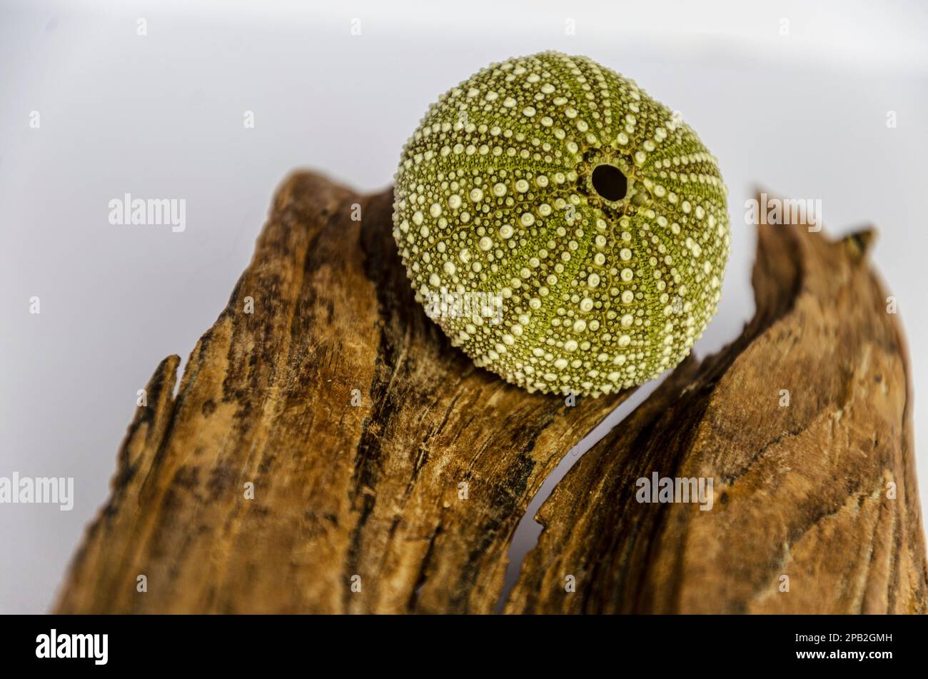 Stacheliger seeigel -Fotos und -Bildmaterial in hoher Auflösung – Alamy