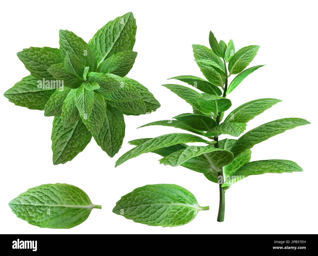 Kräuter clipart -Fotos und -Bildmaterial in hoher Auflösung – Alamy