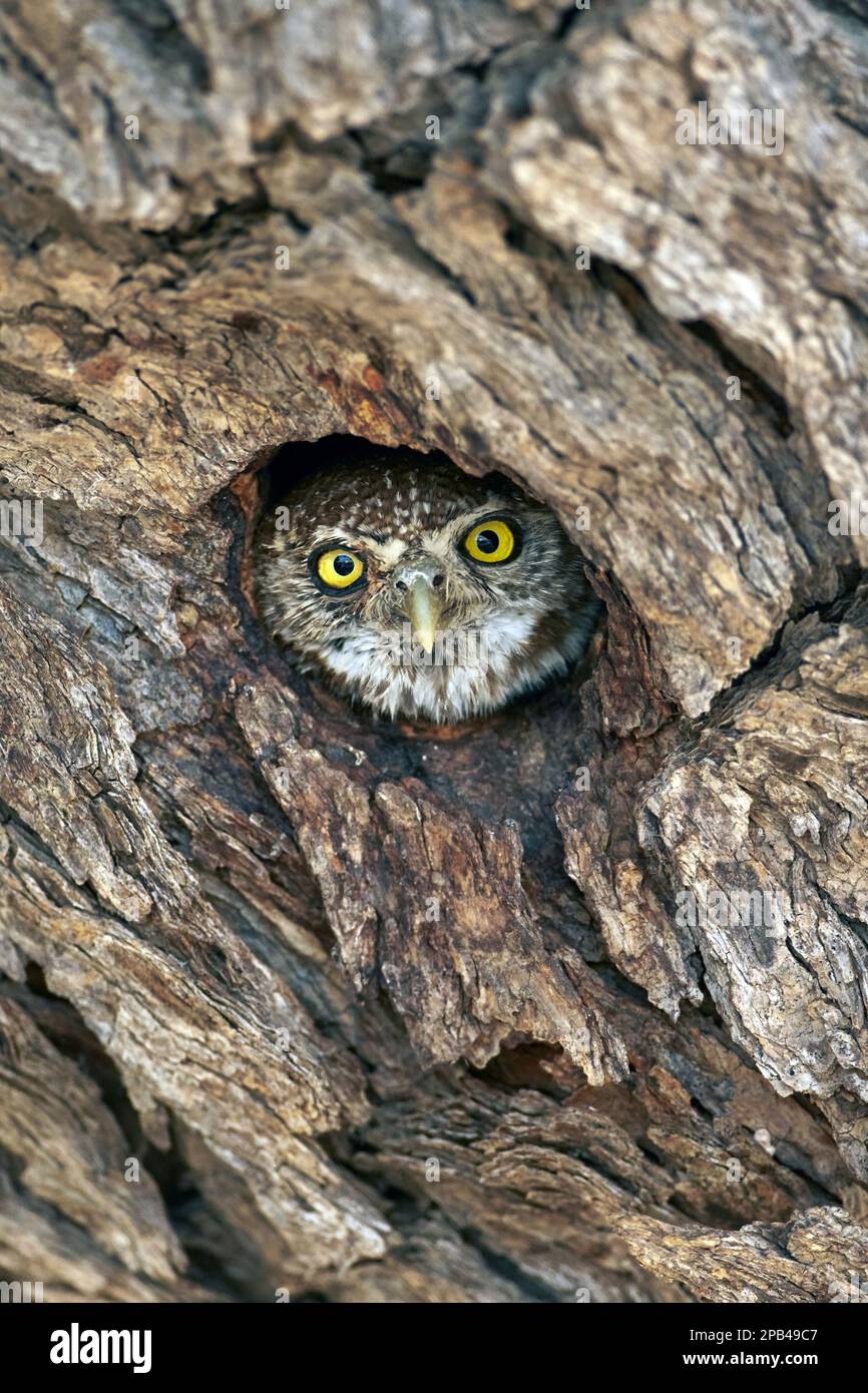 Eulen, die aus loch im baum schauen -Fotos und -Bildmaterial in hoher Auflösung – Alamy