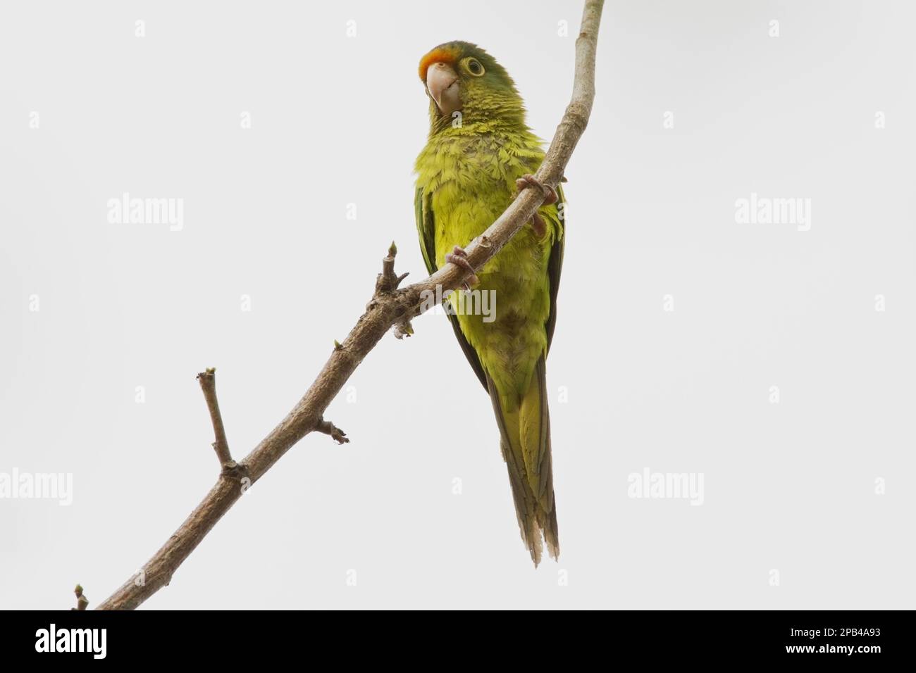 Aratinga canicularis, Sittiche mit Orangenfronten (Eupsittula ...