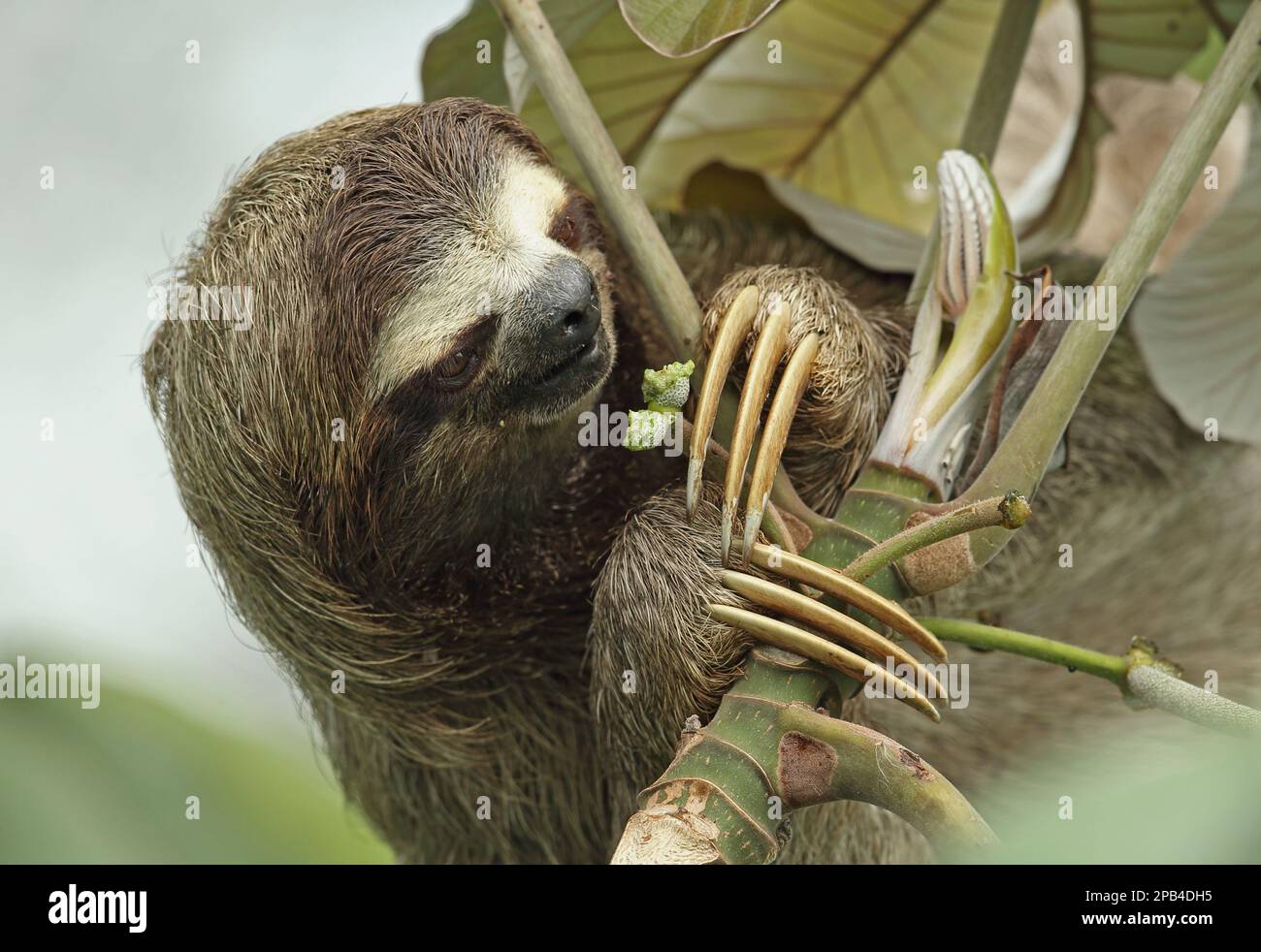 Infuscatus, brauner Faultier, brauner Faultier, Faultier ...