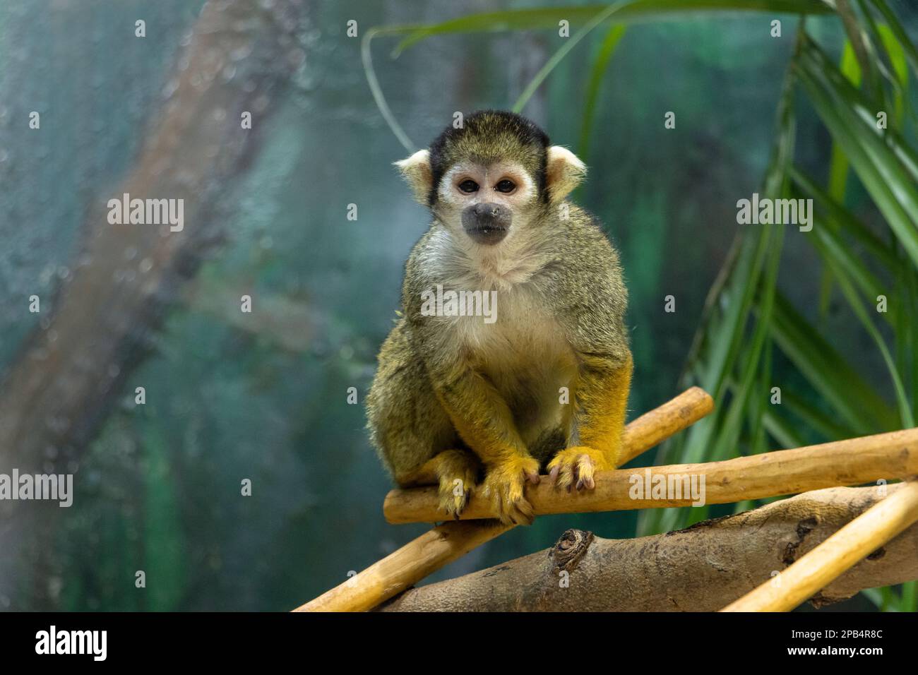 Affe direkt in die kamera schauen -Fotos und -Bildmaterial in hoher ...