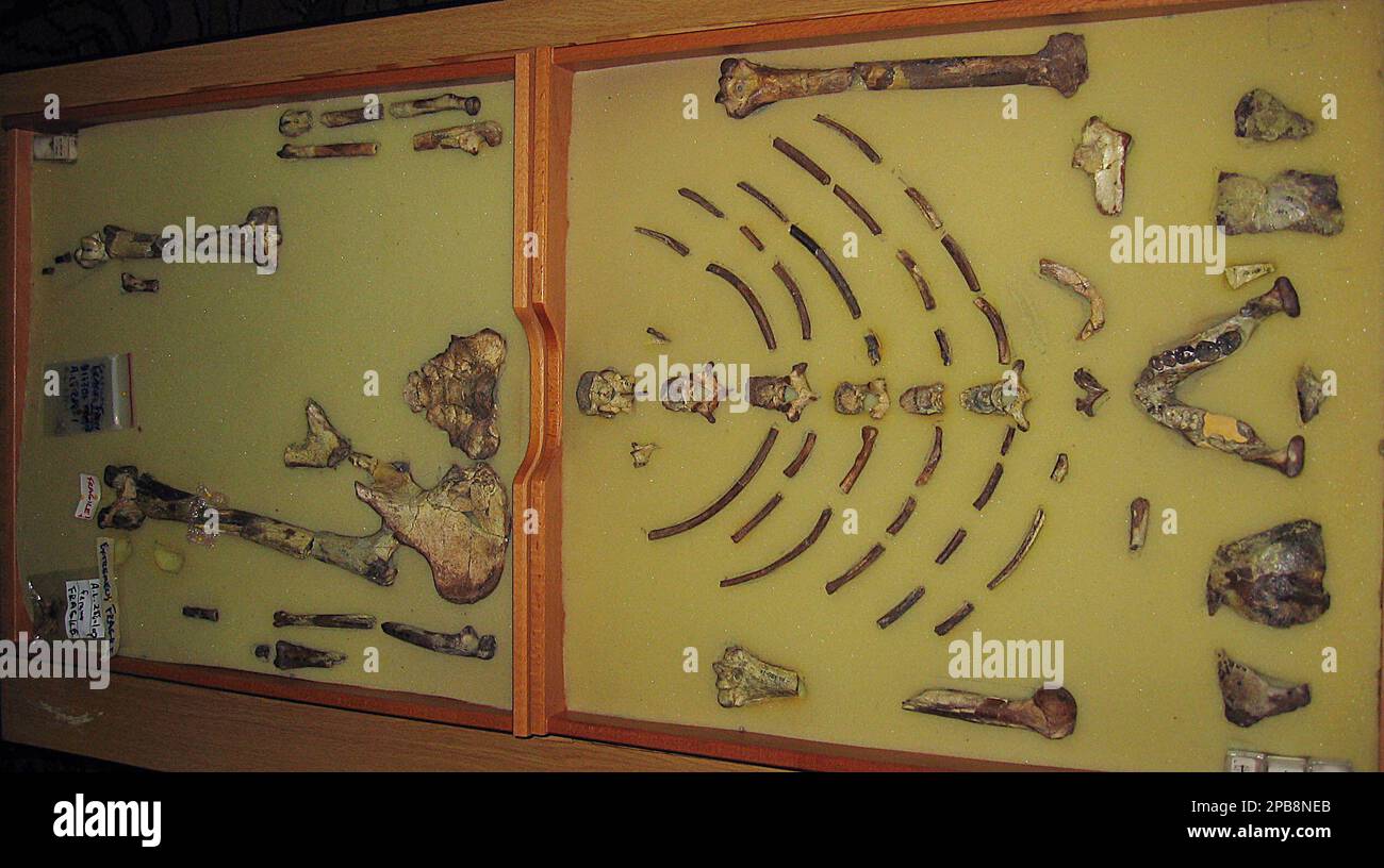 ** FILE **The framed hominid fossil "Lucy," is seen at a exhibition at ...