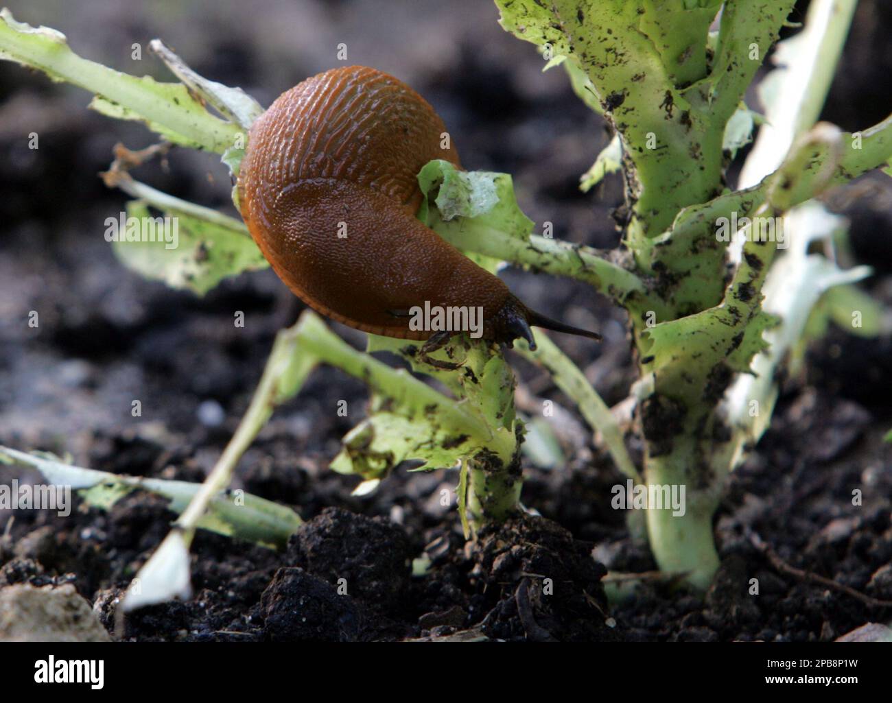 Eine Spanische Wegschnecke (Arion Lusitanicus) kriecht am Samstag, 4 ...