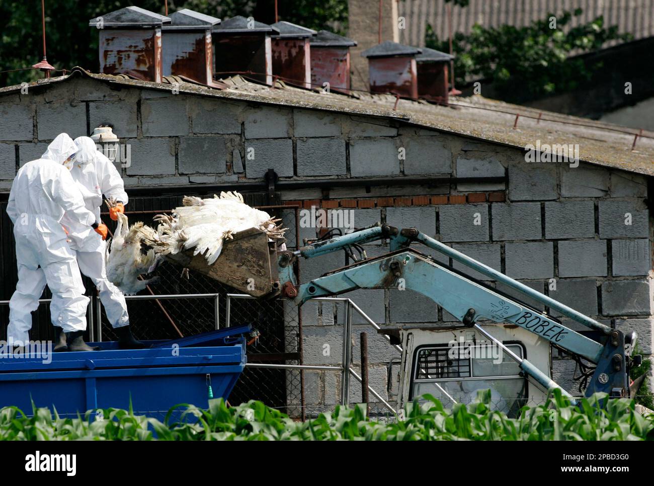 Veterinary workers wearing protective suits, unload turkeys into a skip ...